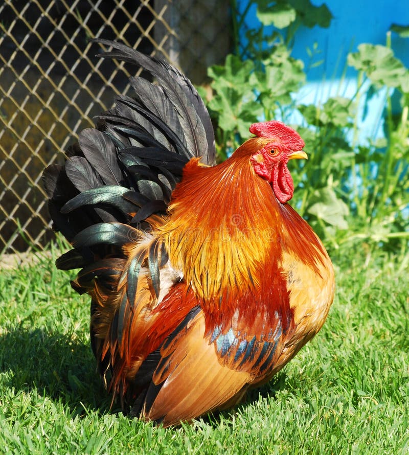 Rooster crowing stock photo. Image of sing, bird, father - 14136380