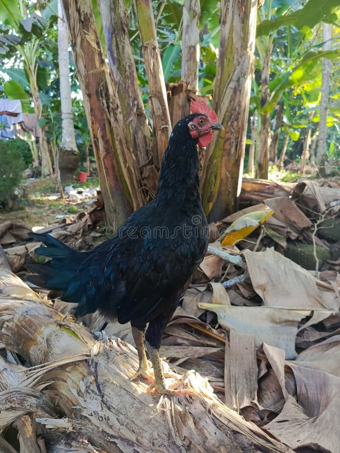A Little Rooster is in the Garden Stock Image - Image of rooster, ducks ...