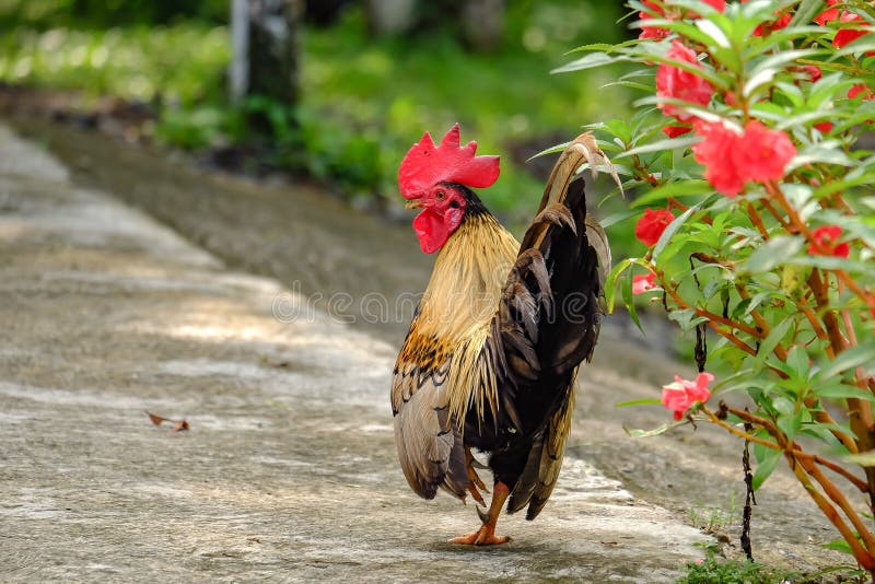 Little Rooster Walking in Grass Stock Image - Image of farm, chicken ...