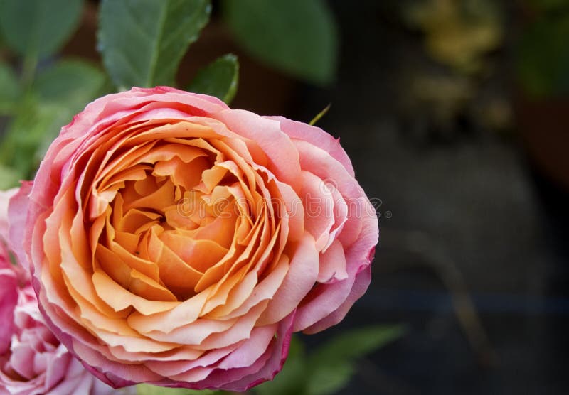 Little Rose stock photo. Image of petals, nature, flowers - 13871826