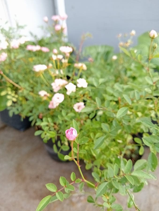 The Little Rose stock image. Image of flower, little - 333280489