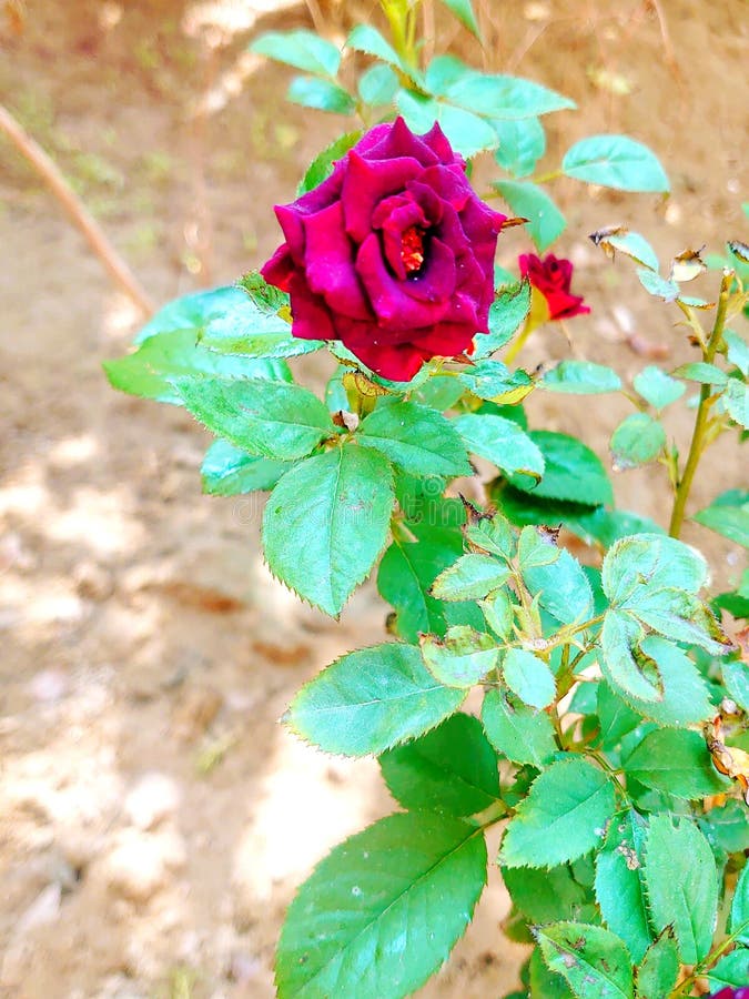 Little Rose with Green Leaves Its Very Beautiful Stock Image - Image of ...