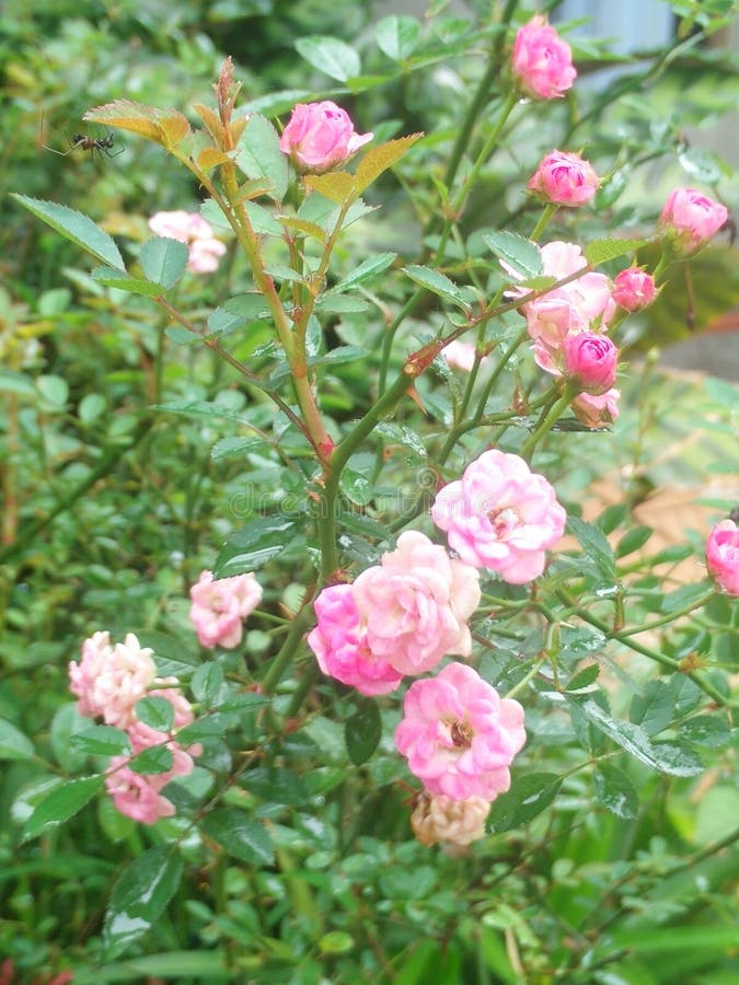 Little Rose Look Happy Spirit Stock Image - Image of happy, little ...