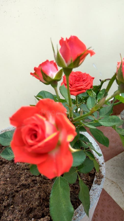 Little rose stock photo. Image of beauty, super, loveable - 84404140