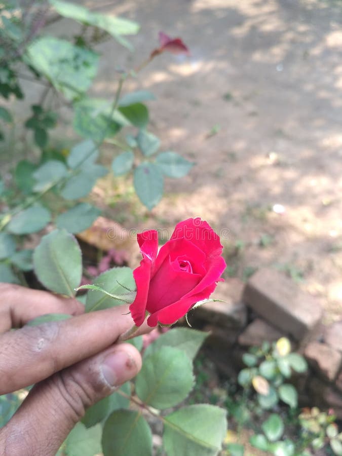 Little rose stock photo. Image of morning, random, little - 81110218