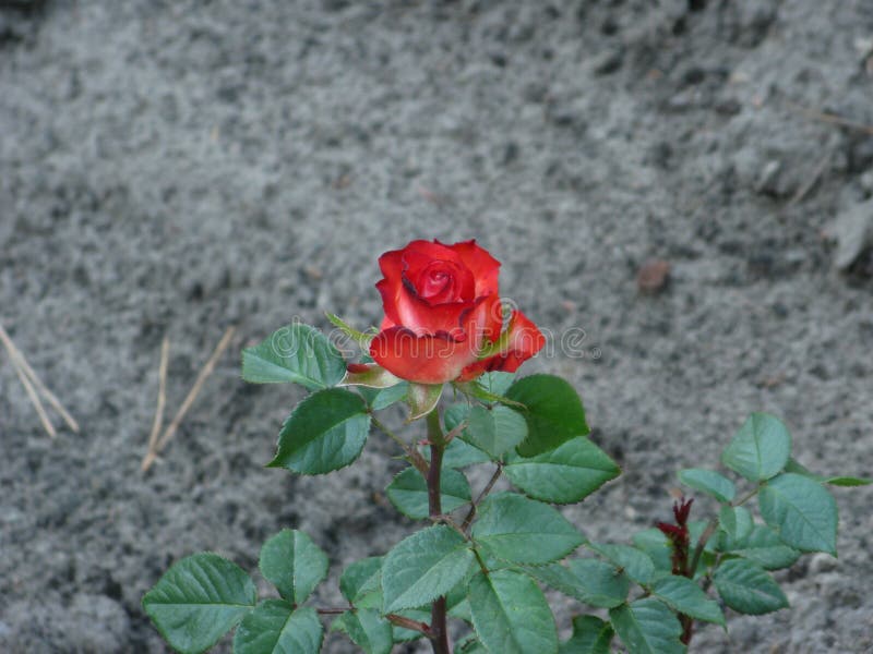 Little rose stock photo. Image of flowering, little, bouquet - 94820524