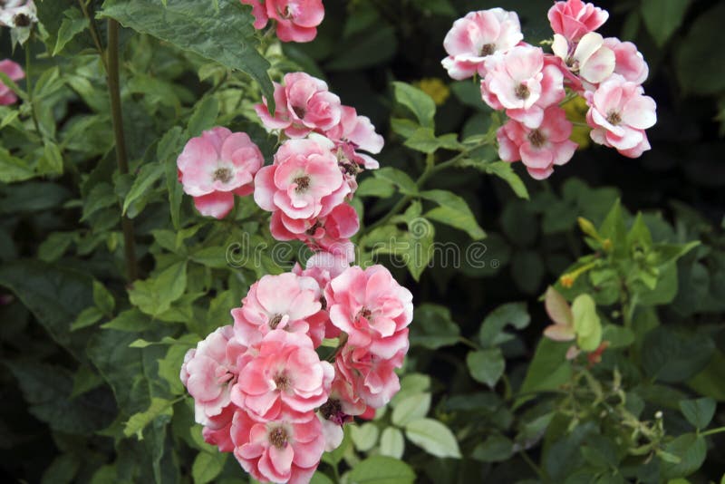 Little roses stock photo. Image of pistil, exotic, rose - 231385534