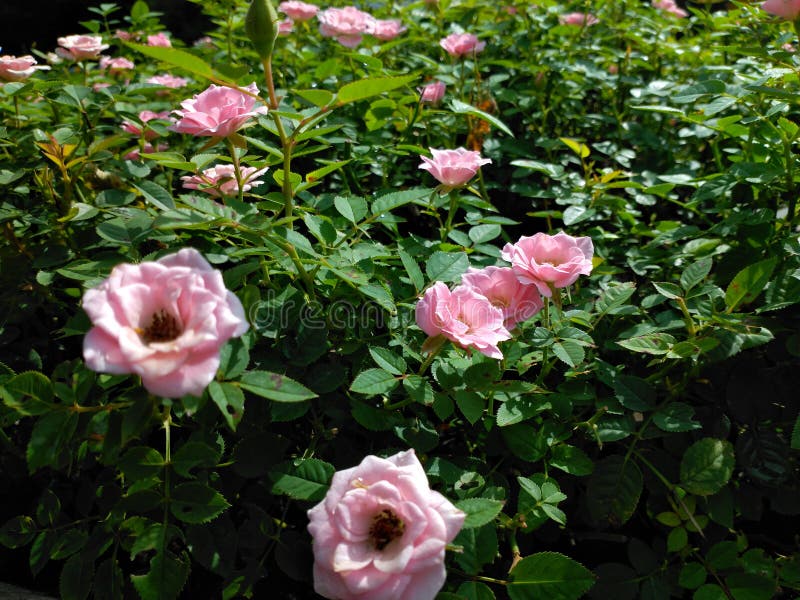 Little roses stock image. Image of leave, garden, pink - 250528883
