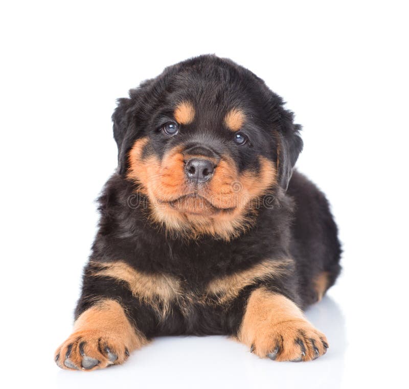 Little Rottweiler Puppy Sitting in Front View. Isolated on White Stock ...