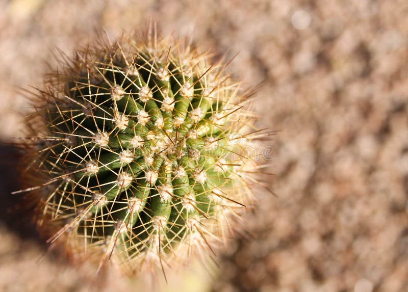 Little round cactus stock photo. Image of spiny, spines - 56327806