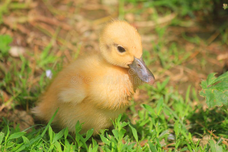 Little Runner Duck Looking for Food Stock Image - Image of nature ...