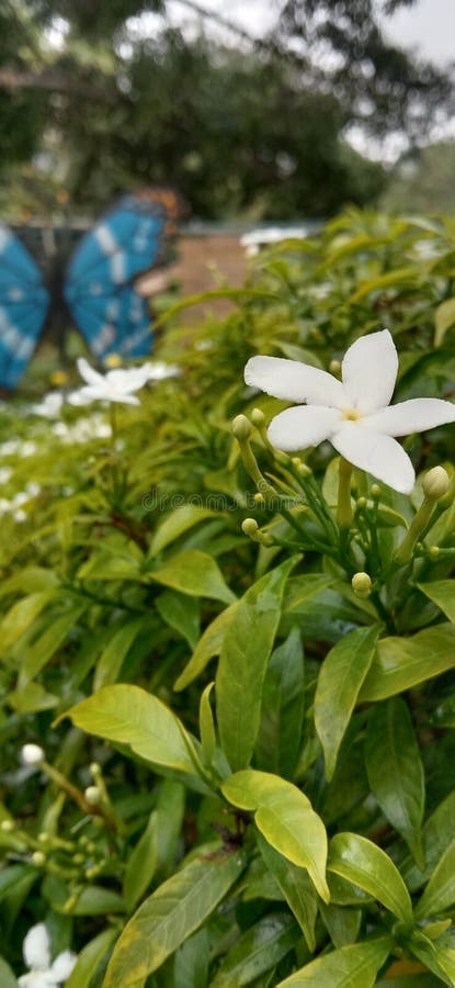 Little Sabrina Flower and Leaf Stock Image - Image of herb, blossom ...