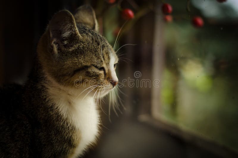 1,188 Cat Behind Window Photos - Free & Royalty-Free Stock Photos from ...