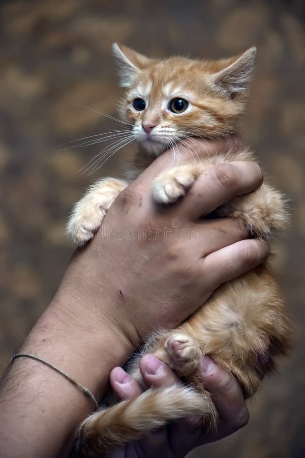 Sad Ginger Kitten in the Hands of the Shelter Stock Photo - Image of ...