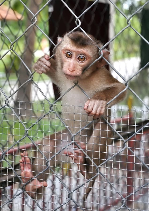 A little sad monkey stock photo. Image of close, depression - 49919792
