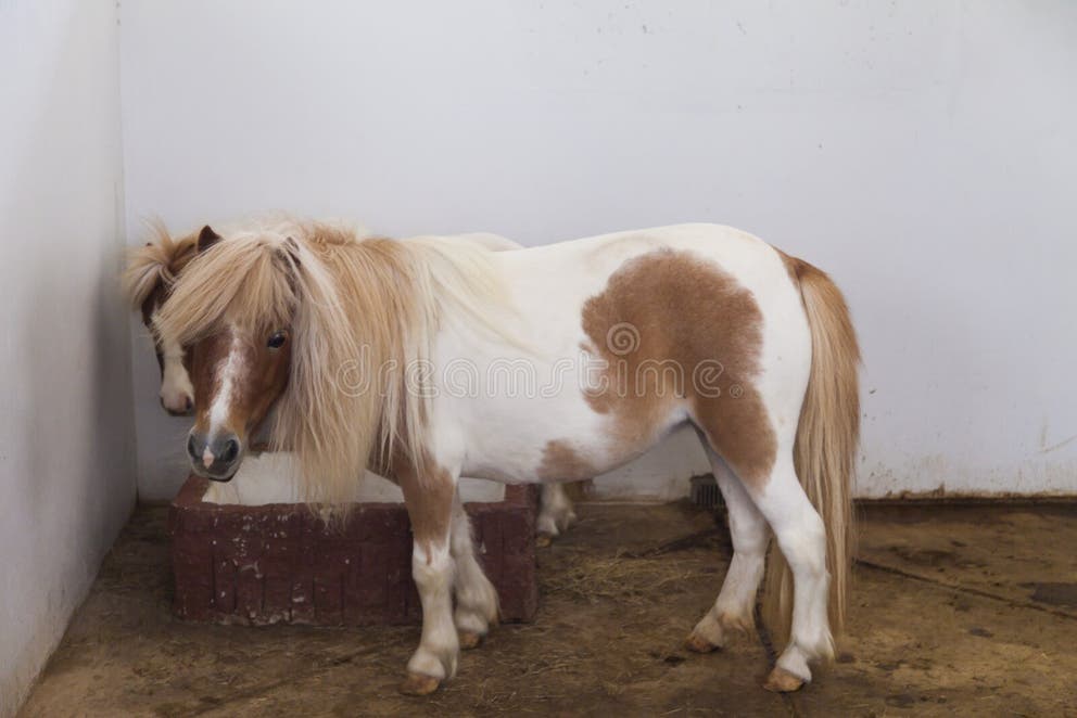 Little sad pony stock image. Image of eating, hair, little - 85154885