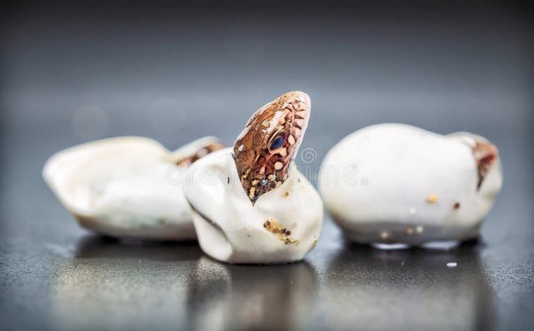 Sand lizards hatching stock image. Image of design, tail - 130738339