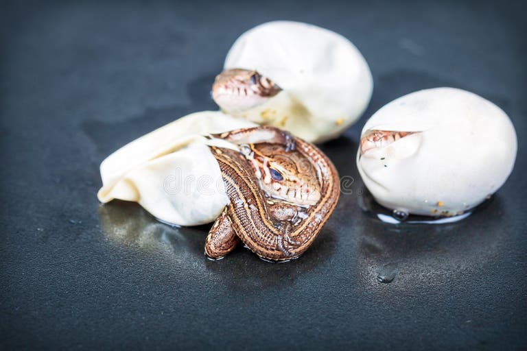 Sand lizards hatching stock photo. Image of macro, nature - 130738392