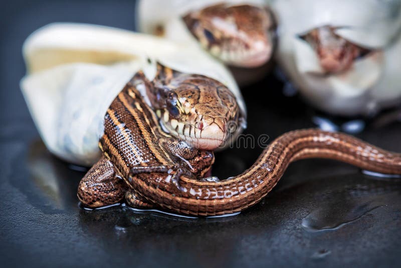 Sand lizards hatching stock image. Image of broken, macro - 130738427