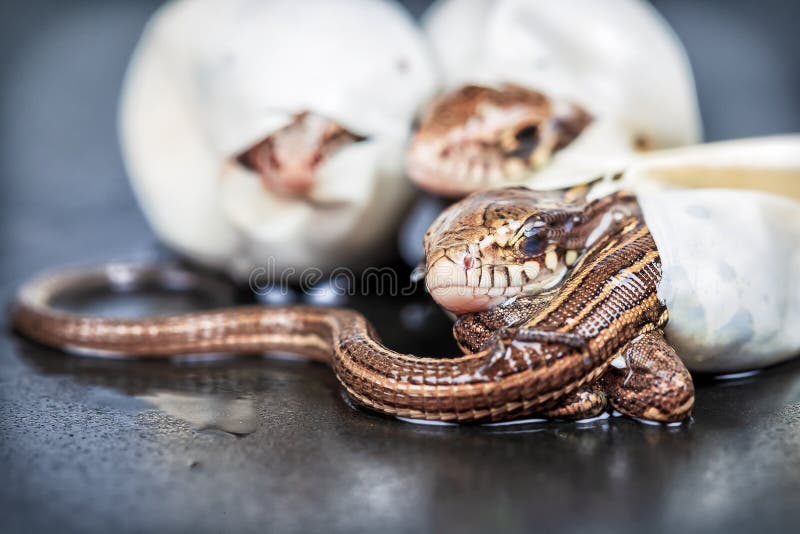 Sand lizards hatching stock photo. Image of rough, design - 130738488