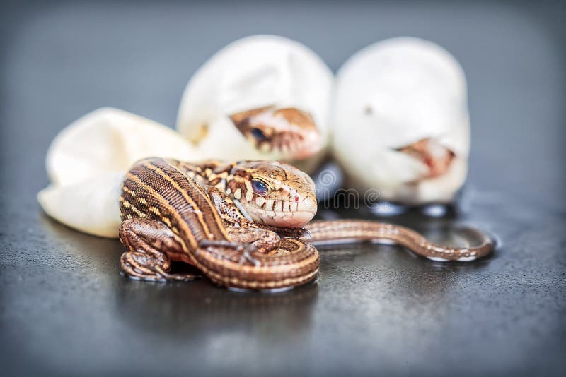 Sand lizards hatching stock image. Image of wallpaper - 131652403