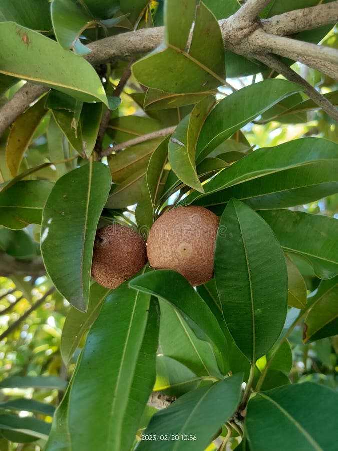 Little Sapodilla Fruit stock image. Image of sapodilla - 269802289
