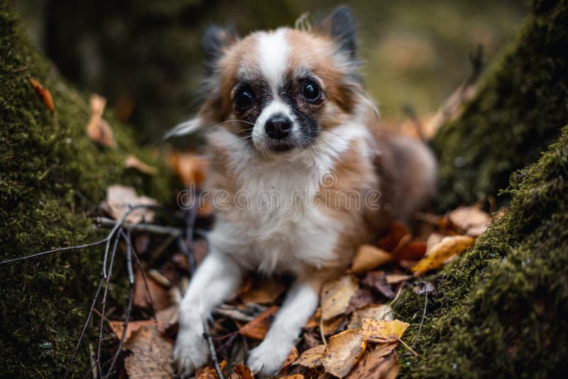 Scared Little Chihuahua Dog Stock Image - Image of frightened, mammal ... Scared Little Chihuahua Dog Stock Image - Image of frightened, mammal ...
