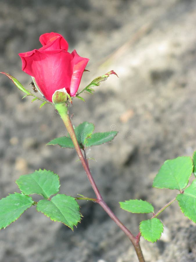 Little scarlet rose stock image. Image of small, blossoming - 94820821