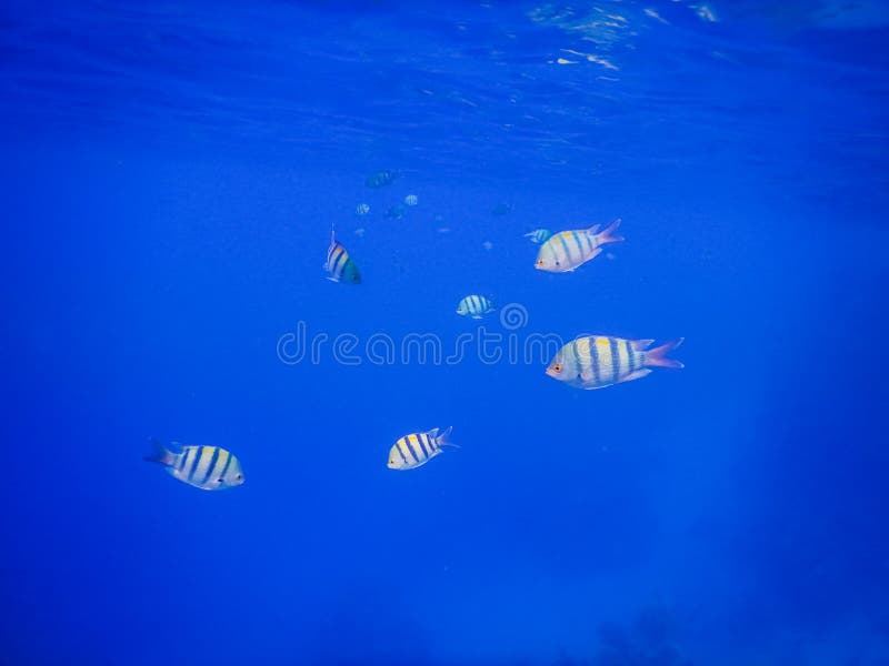 Little School of Inopazific Sergeant Fish in Blue Water Stock Photo ...
