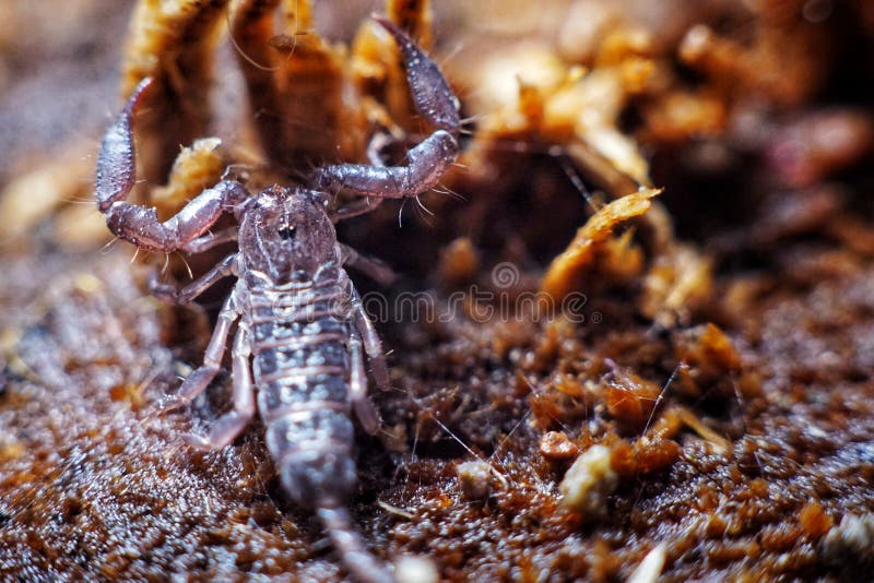 Little Scorpion Look Scary with Poison Stock Photo - Image of arachnid ...
