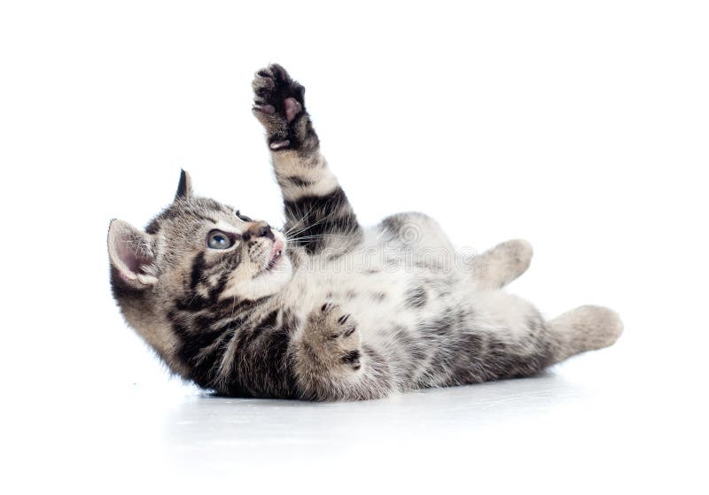 Kitten lying on grass stock image. Image of wildcat - 204287881