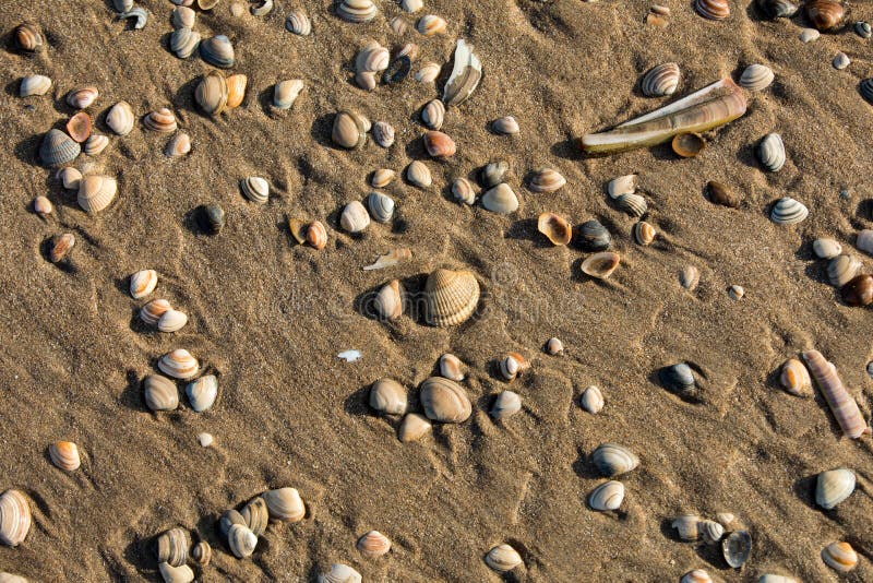 Little Sea Shells and Stones on Sand Stock Image - Image of coastline ...