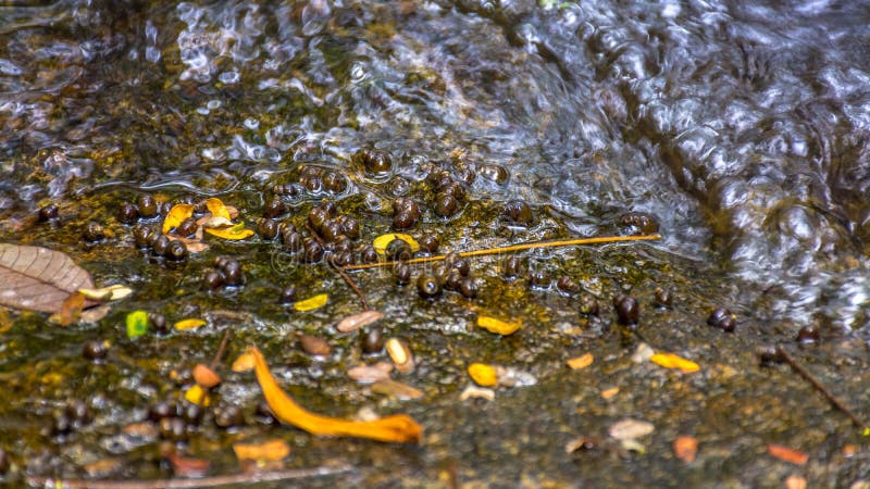 Sea snails stock image. Image of invertebrate, rock - 228079723