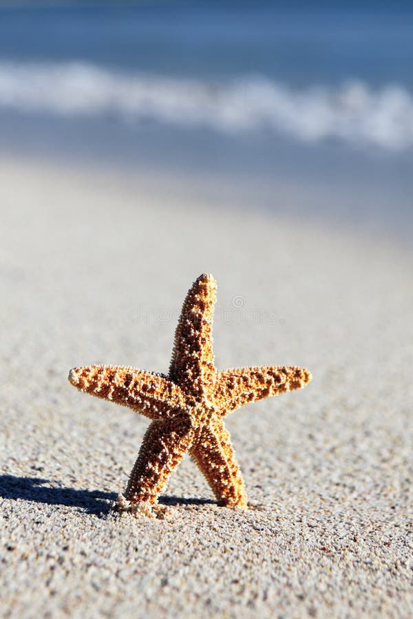 Little sea star stock photo. Image of resort, macro, item - 22574410