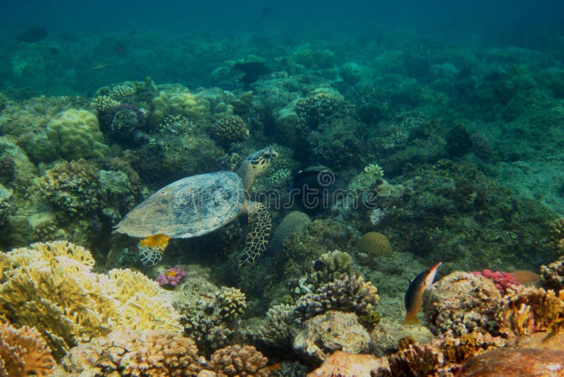Little sea turtle stock image. Image of ocean, egypt - 60977043