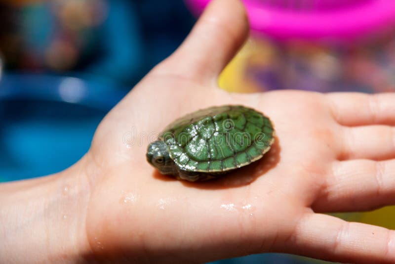 Little Sea Turtle on the Palm Close-up Stock Photo - Image of carapace ...