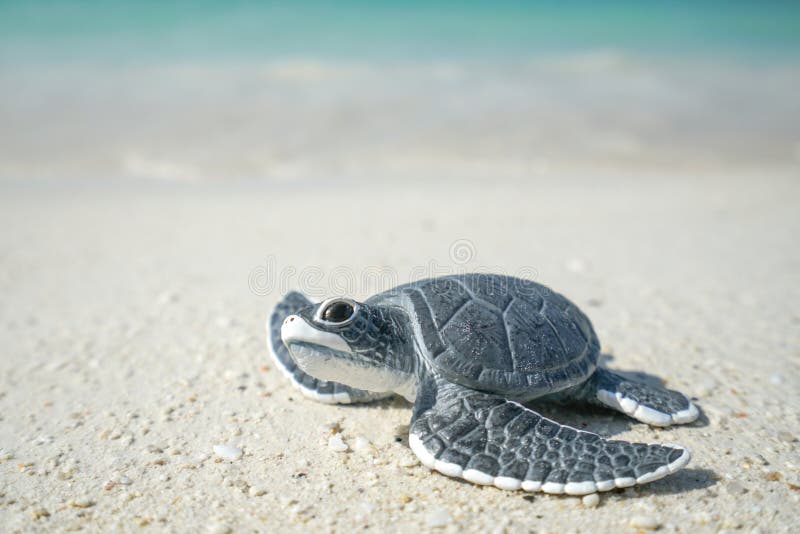 Little Sea Turtle on Sandy Beach Stock Photo - Image of island, ocean ...