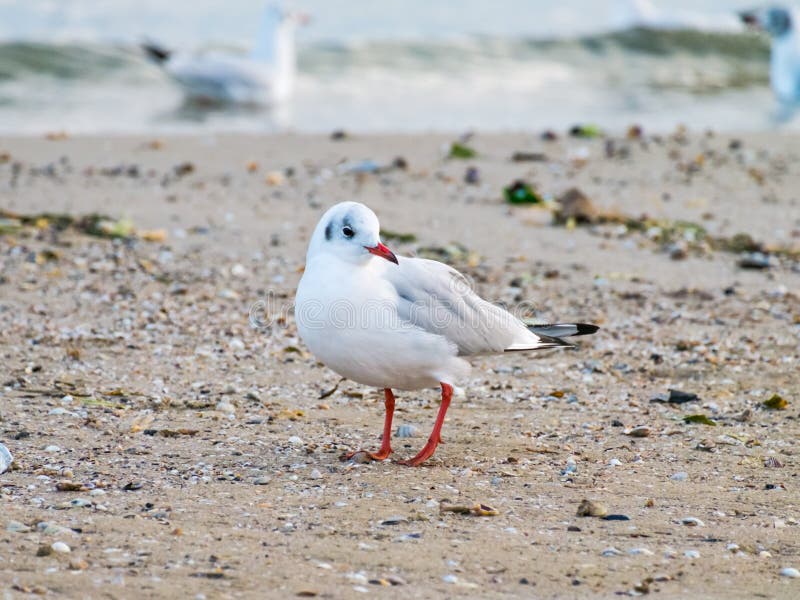 A Little Seagull Stays on Sand. Stock Photo - Image of water, little ...
