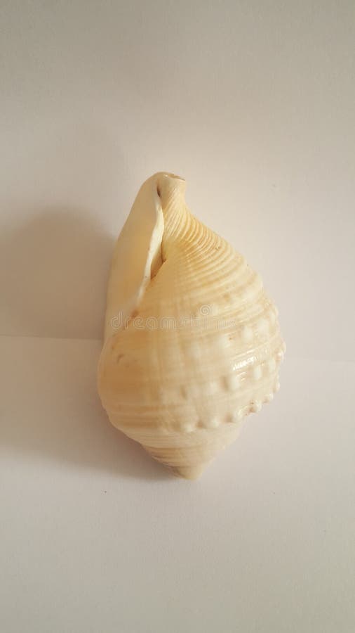 Little seashell stock photo. Image of little, seashell - 85758748