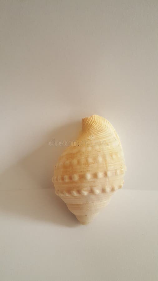 Little Seashell stock image. Image of macro, mental, seashell - 45280935