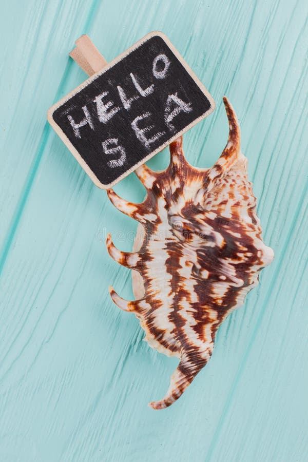 Little Seashell stock image. Image of macro, mental, seashell - 45280935