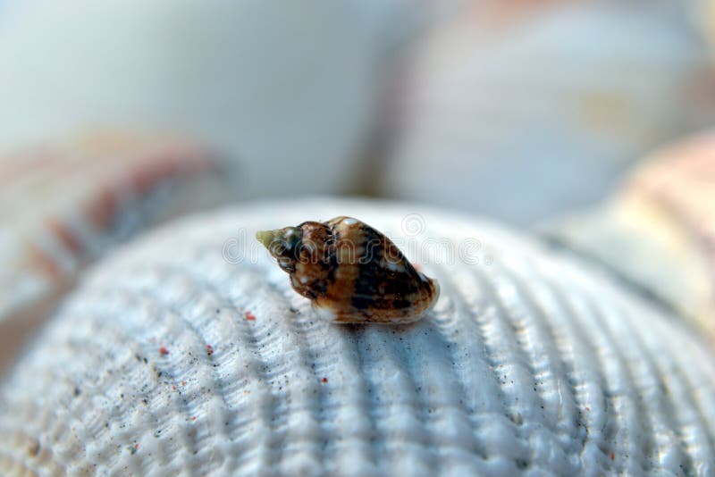 Little Seashell stock image. Image of macro, mental, seashell - 45280935