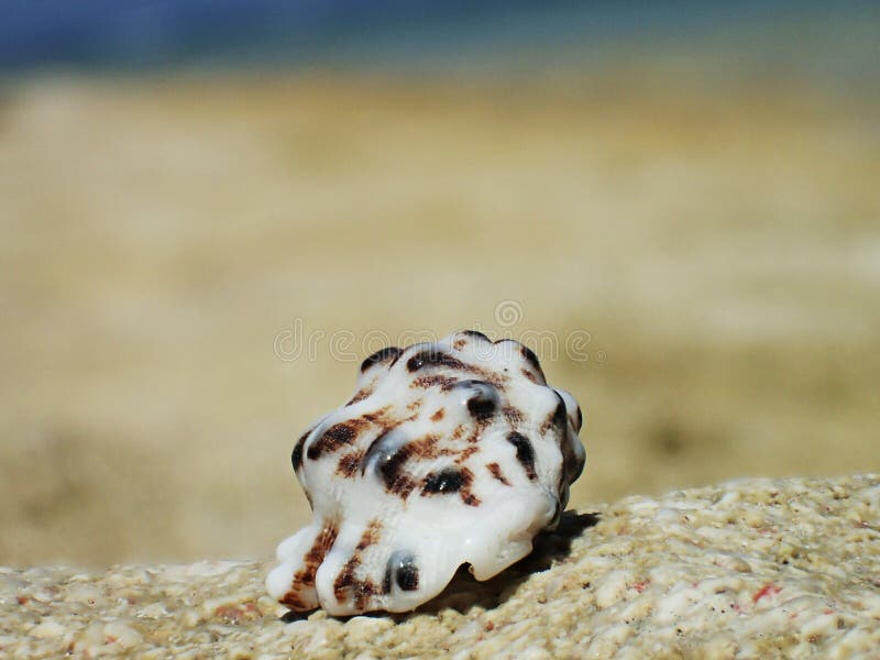 Little Seashell stock image. Image of macro, mental, seashell - 45280935