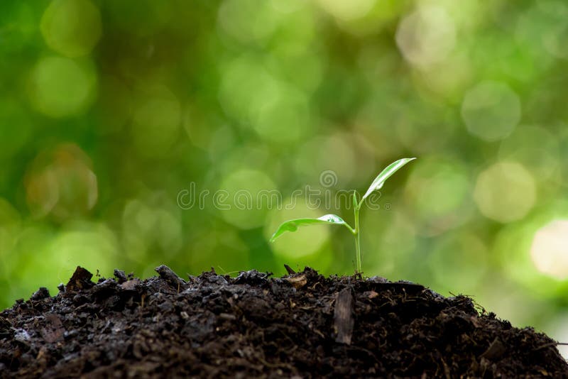 Little seedling germinate stock photo. Image of social - 143469906