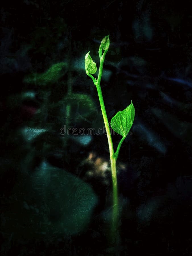 A Little Seedling stock image. Image of green, black - 249059931