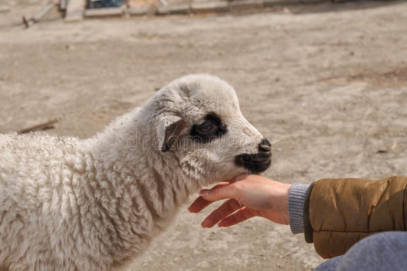 The Little Sheep is Biting the Woman& X27;s Finger Stock Image - Image ...