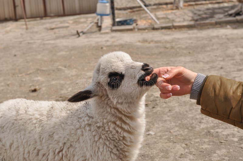 217 Sheep Kiss Stock Photos - Free & Royalty-Free Stock Photos from ...