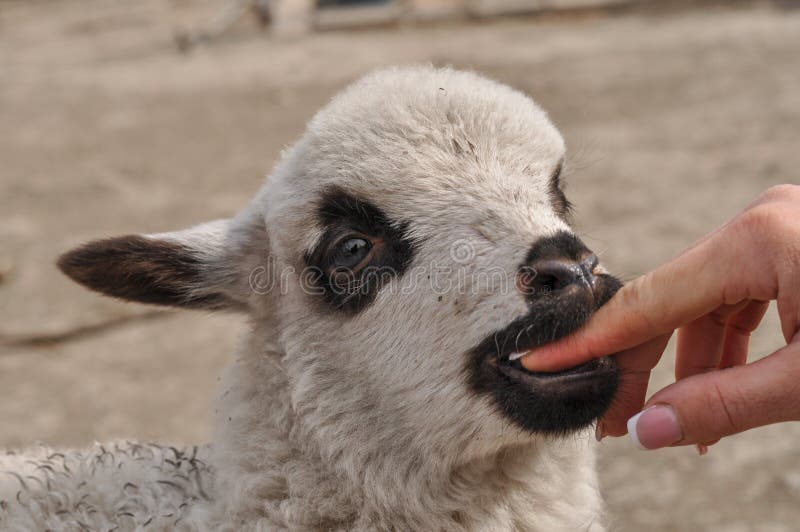 The Little Sheep is Biting the Woman& X27;s Finger Stock Image - Image ...