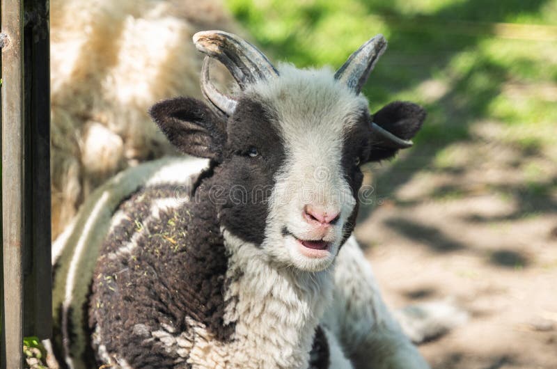 Little sheep stock photo. Image of breed, farm, summer - 320682960