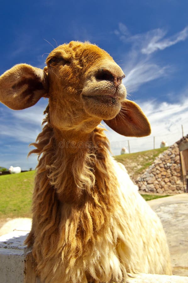 Little sheep stock photo. Image of blue, animal, mammal - 56024324